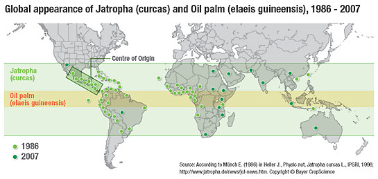 JATROPHA.PRO-YOUR KNOWLEDGEBASE ABOUT JATROPHA PRODUCTS AND PRODUCTION